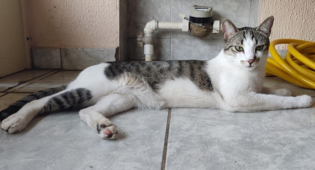 Anderson procura pelo seu gato que sumiu no Jardim Colina da Serra