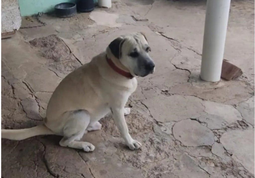 Pegazhus, o cão com problema de visão, desaparece no Cururu