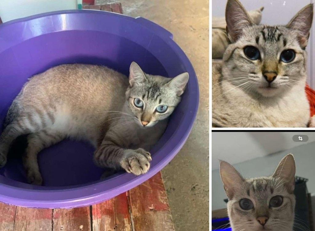 Arisca e docinha, família procura por Amora