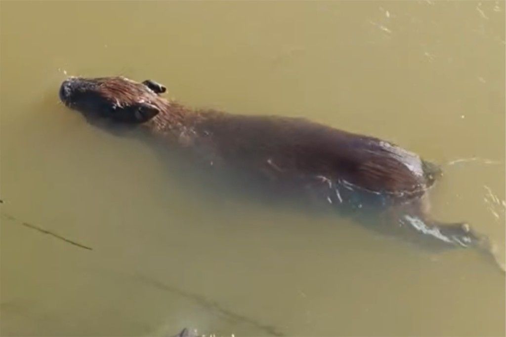 Capivara é flagrada no Rio Itapicuru e reforça riqueza da fauna de Conde