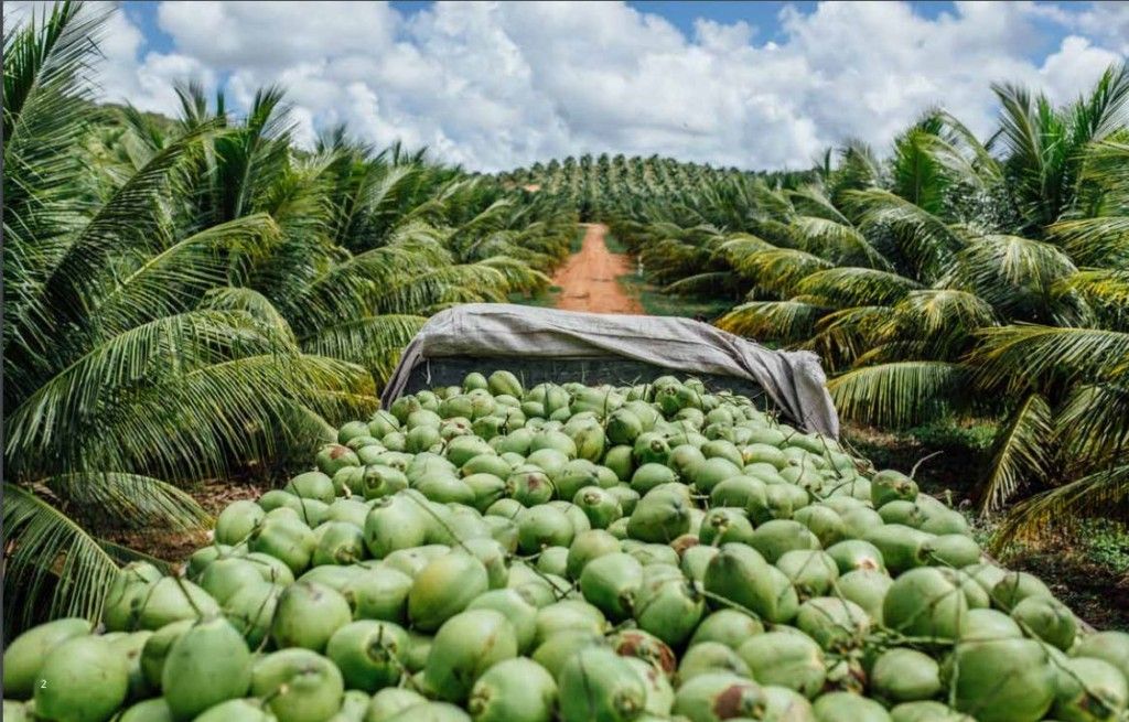 Água de coco Obrigado voltou a ser produzida em Conde
