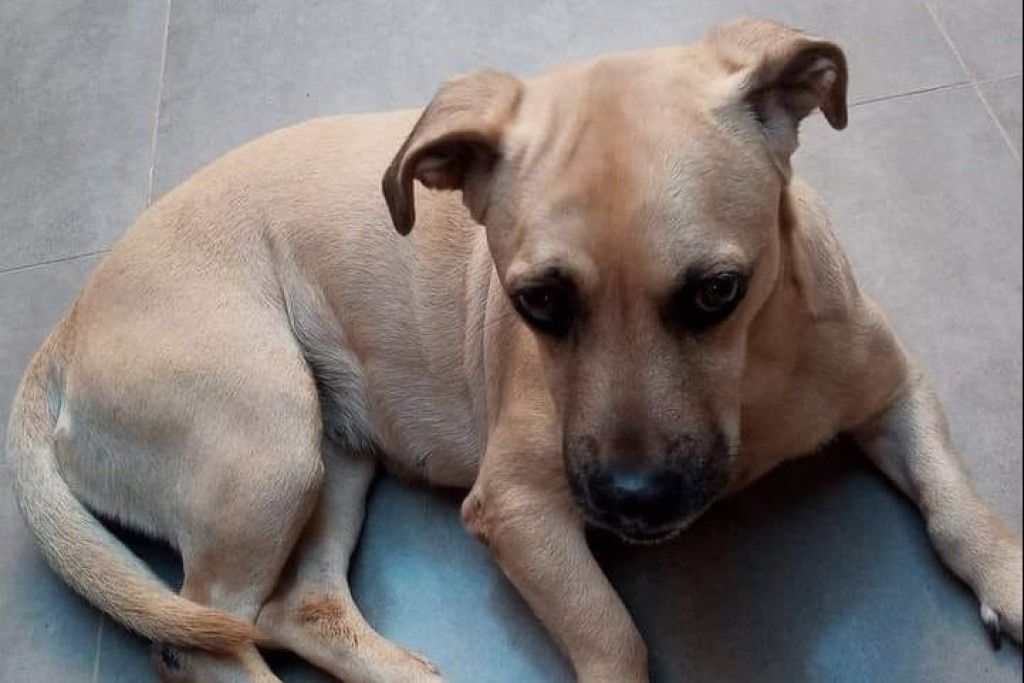 Família de Ivaté pede ajuda para localizar cachorra desaparecida; há ...