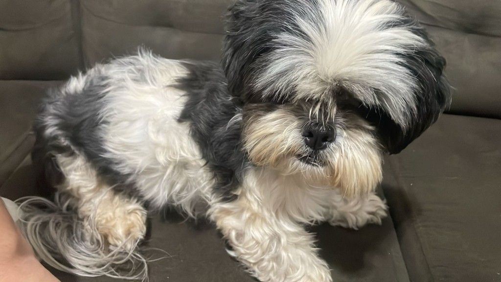 Após reportagem no Portal, cachorrinha perdida em Douradina reencontra ...