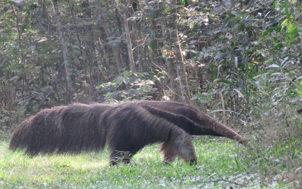 Avistamento de tamanduá-bandeira indica a biodiversidade das florestas ...