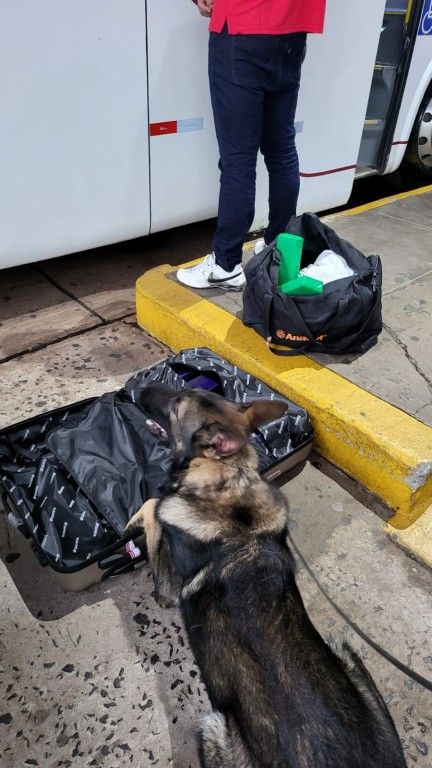 Homem é Preso Pela Polícia Federal Na Rodoviária Com Maconha Em Mala