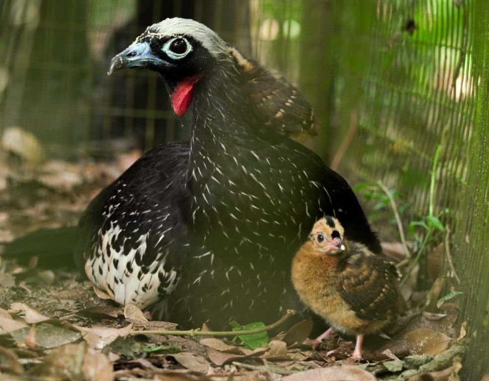 Jacutingas nascidas no Parque das Aves serão reintroduzidas na Mata ...