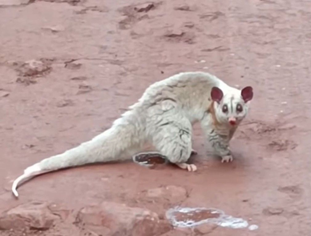 Cuíca-lanosa rara é flagrada em rodovia que atravessa parque nacional ...