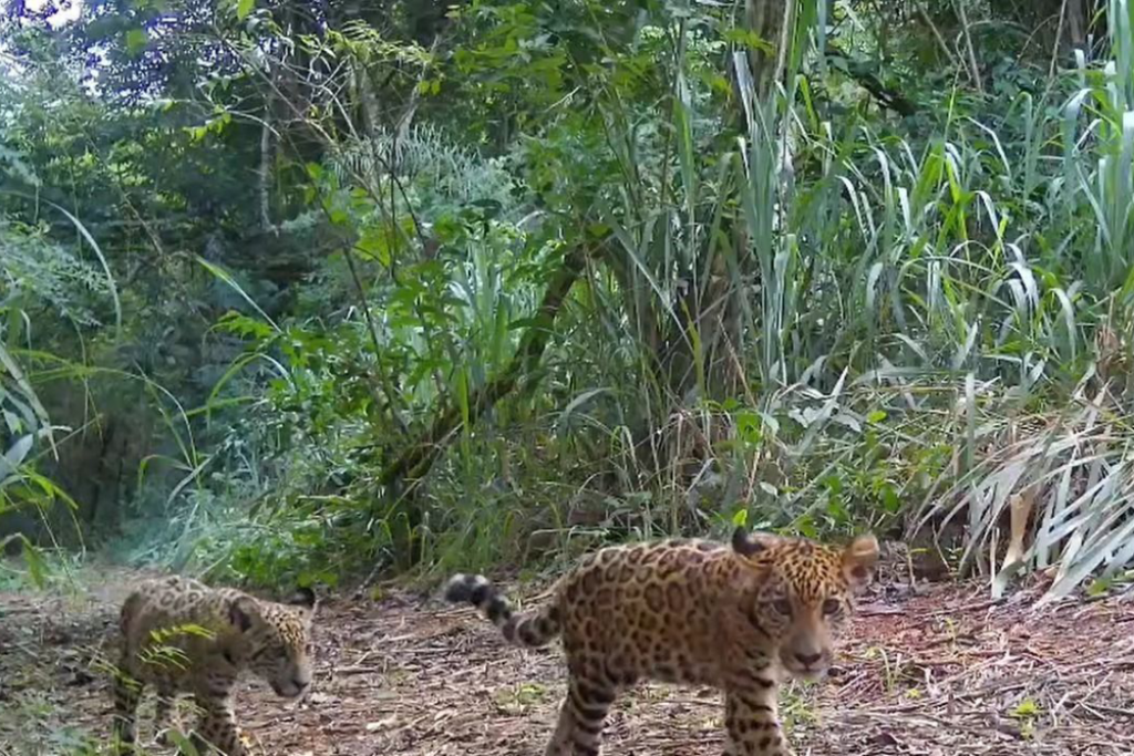 Taupá é o nome da nova onça-pintada do Parque Nacional do Iguaçu