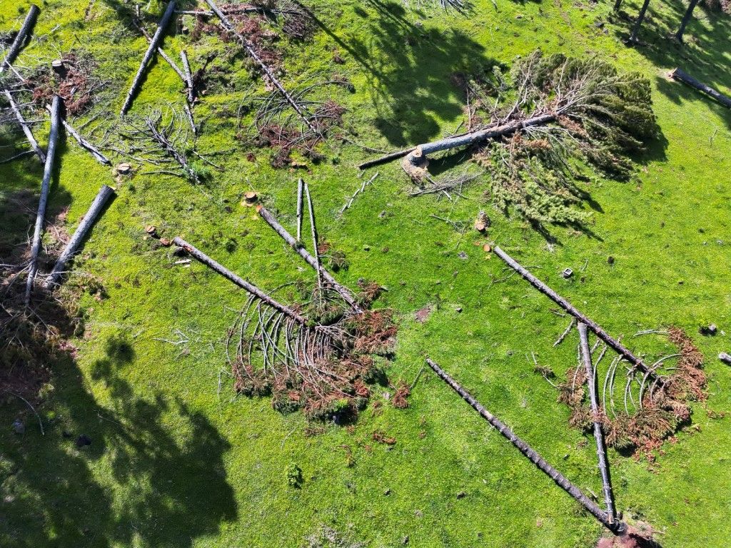 Polícia Ambiental realiza Operação Força Verde nas cidades de Canela e ...