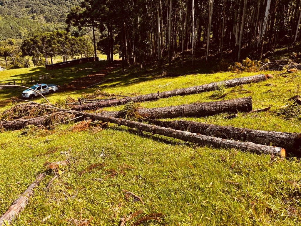 Polícia Ambiental realiza Operação Força Verde nas cidades de Canela e ...