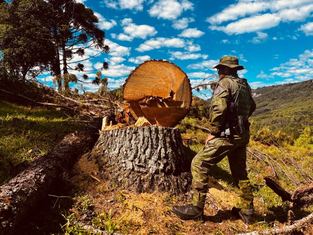 Polícia Ambiental realiza Operação Força Verde nas cidades de Canela e ...