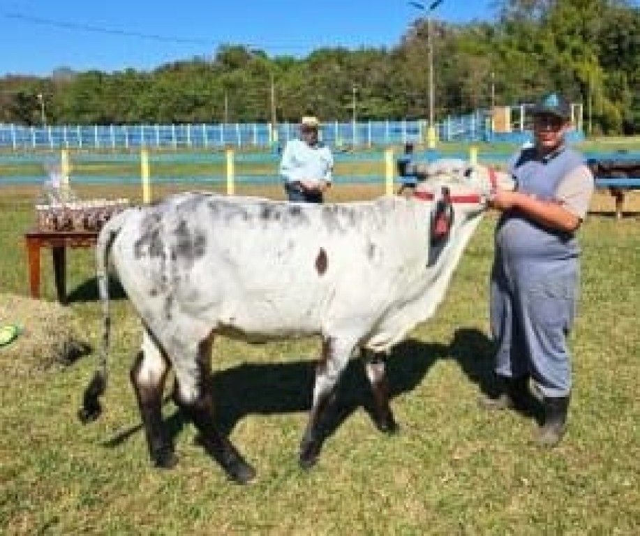 Vaca Milena é a grande vencedora da Exposição Agropecuária de Ibertioga