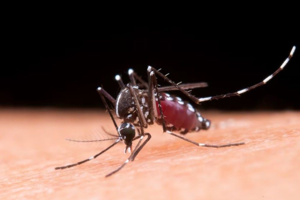 Timóteo inicia LIRAa 2025 para combater focos do mosquito Aedes aegypti