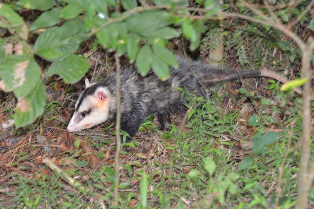 Saiba o que fazer ao se deparar com uma serpente ou gambá em casa