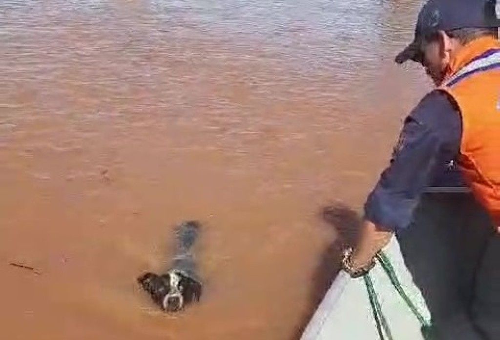 Cachorro é resgatado de área alagada pelo rio Ivaí em Querência do Norte