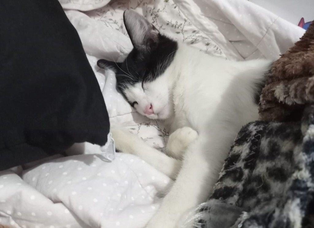 Gata desaparece no bairro Tarraf e família busca ajuda para encontrá-la
