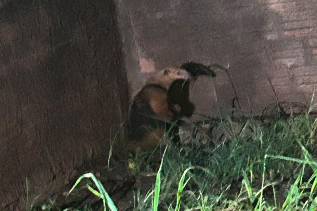 Visita inusitada surpreende moradora em Santo Antônio do Caiuá