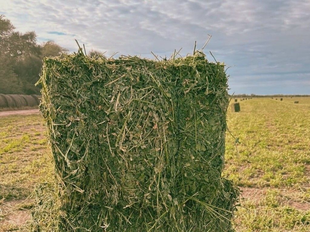 Alfafa: o ouro verde que garante nutrição e desempenho animal