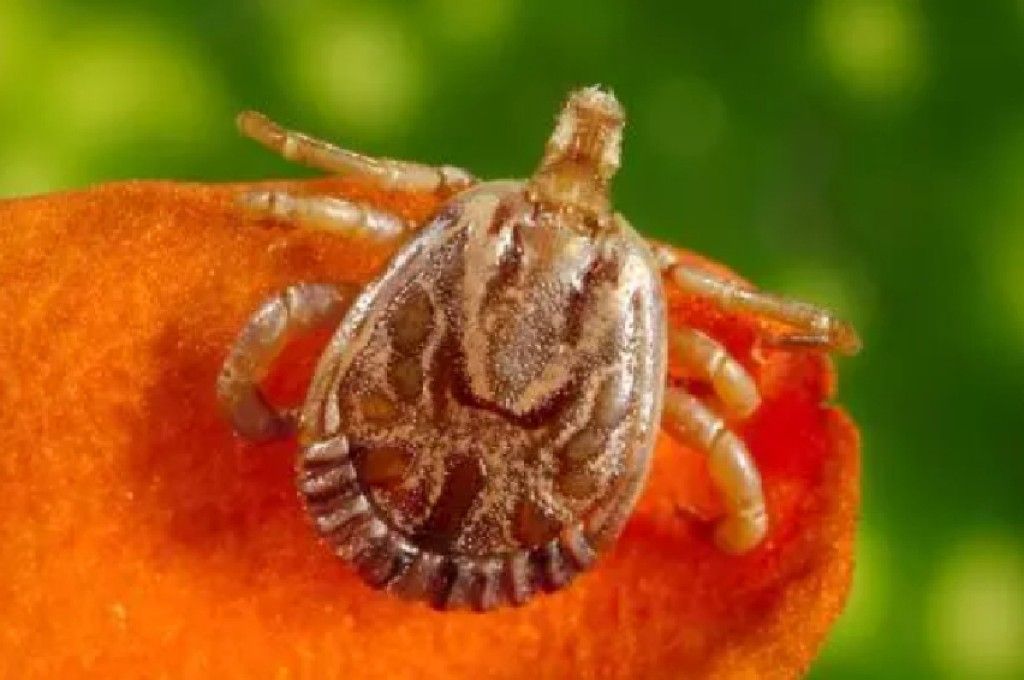 Febre Maculosa: conheça a doença transmitida por carrapatos e que mata ...