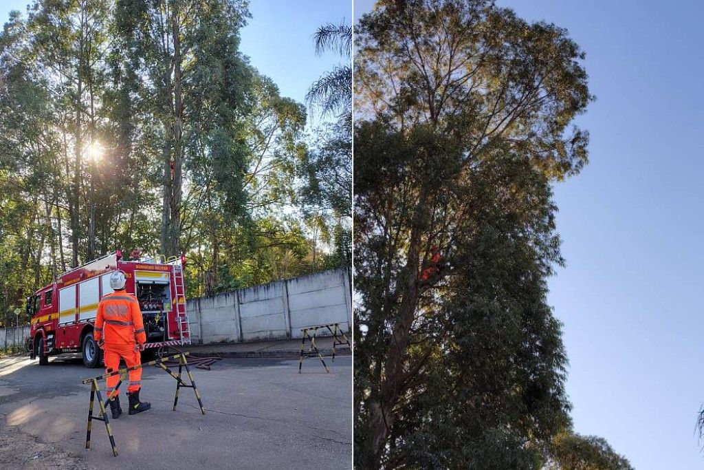 Arara “Sérgio” mobiliza bombeiros em árvore de 20 metros em Pouso Alegre