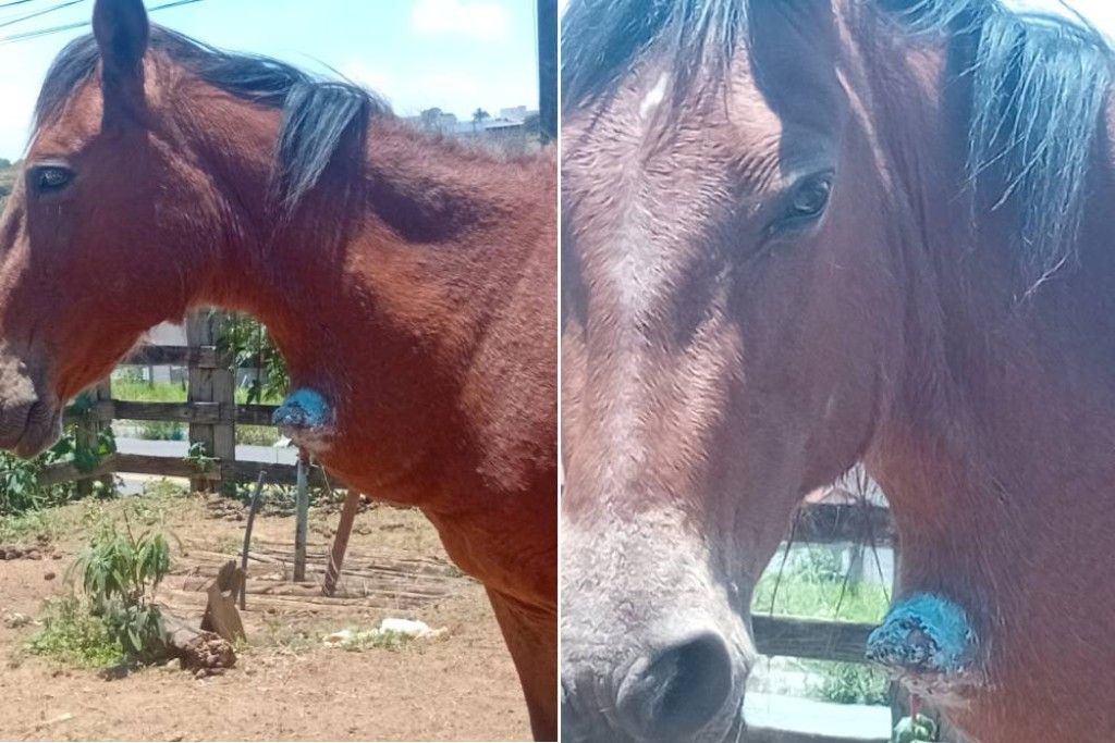 Ong de proteção animal pede ajuda para cirurgia de égua com tumor no ...