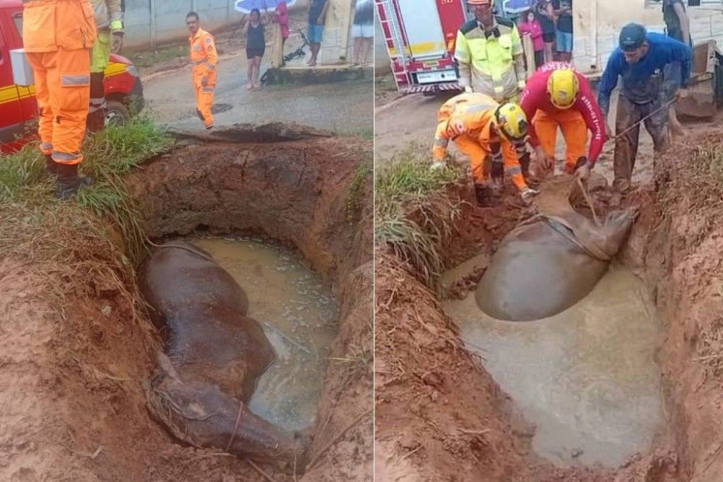 Vídeo mostra operação de resgate de égua presa em fossa no bairro ...
