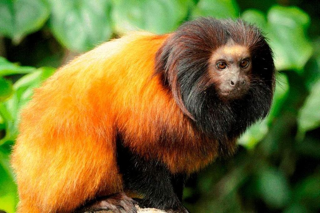 Espécie rara de mico registrada na Grande Reserva Mata Atlântica