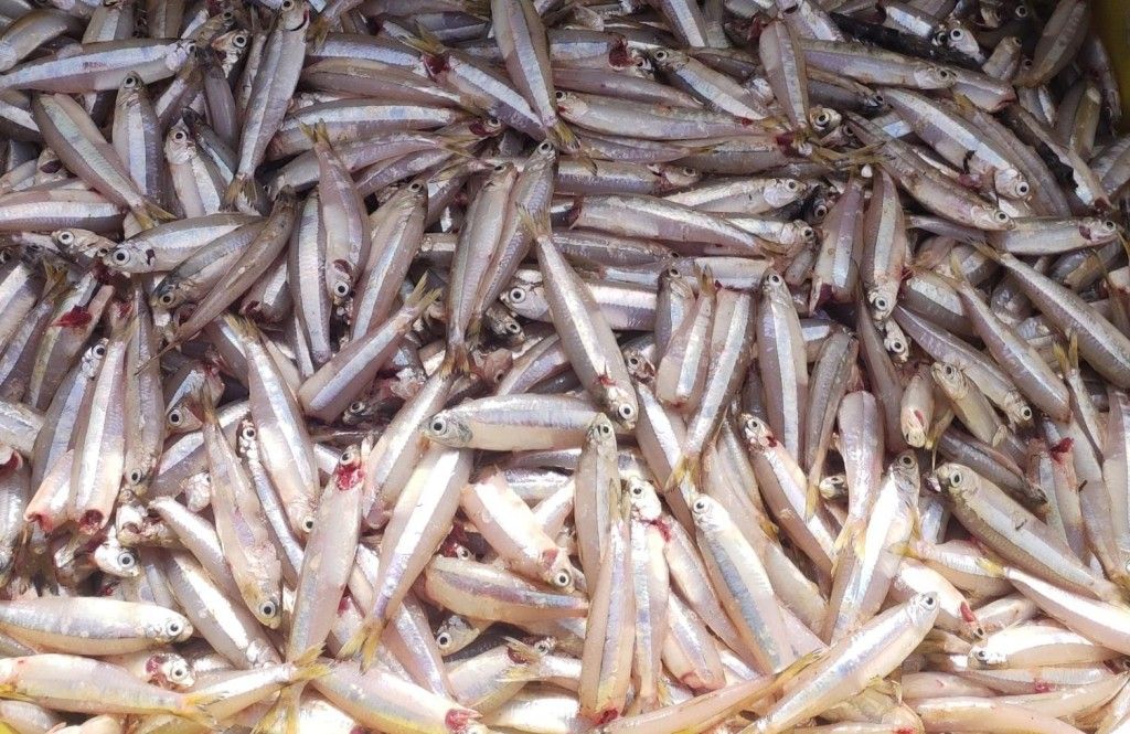 Polícia Ambiental apreende 150 quilos de manjuba durante defeso em SP