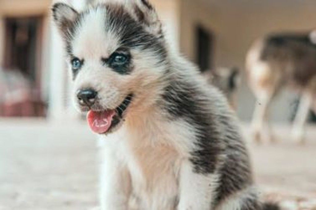 Alesp lança grupo de estudos para modernizar leis de proteção animal