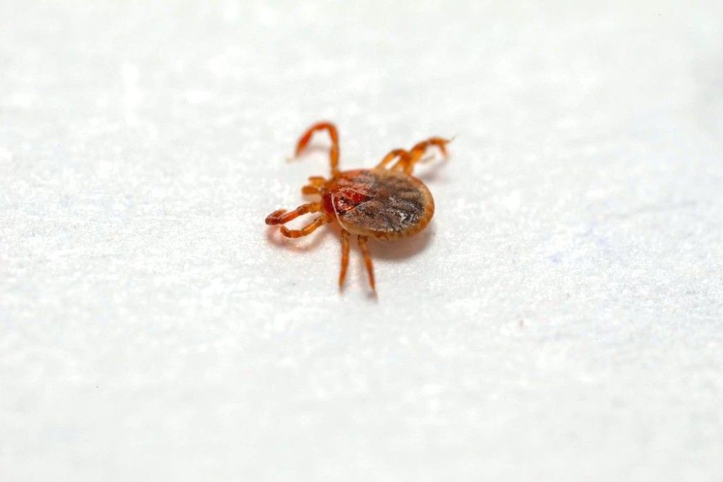 Febre maculosa: saiba como a doença é transmitida e como se prevenir