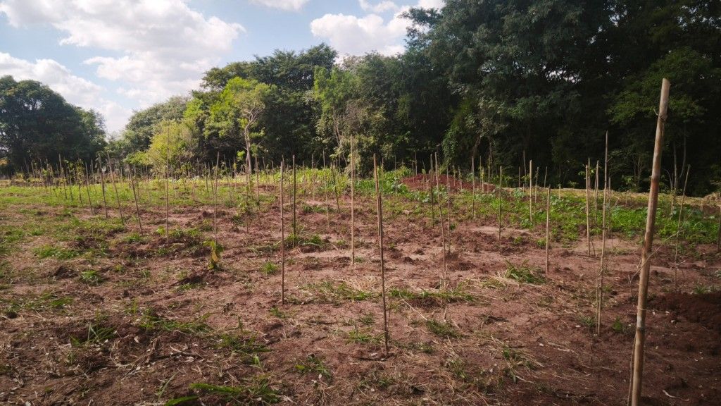 Sumaré planta 1,6 mil mudas e avança na recuperação ambiental da ...