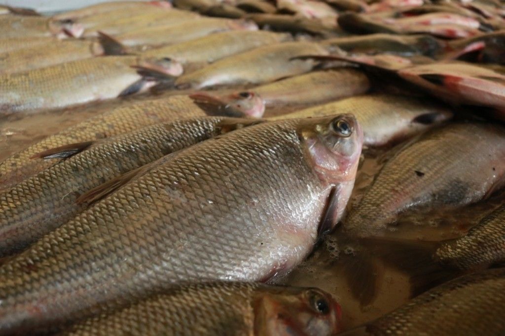 Municípios da região garantem o peixe na Semana Santa; Surubim fica de fora