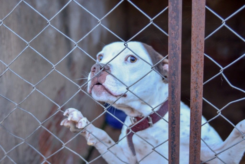 Apelo: Saau de Umuarama precisa de doações de ração para cães e gatos