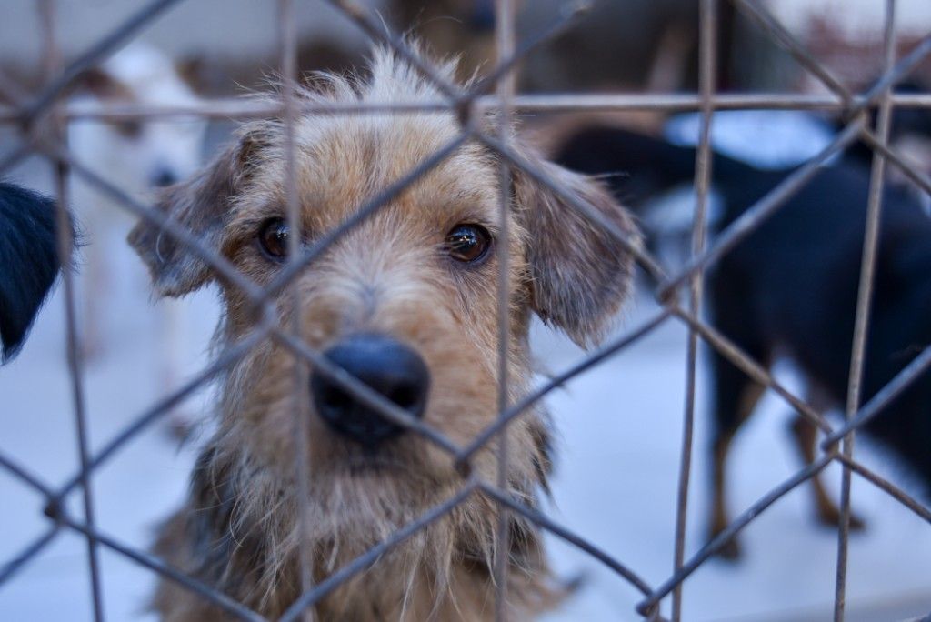 Em Umuarama, venda de calendário com fotos de animais ajuda a manter a Saau