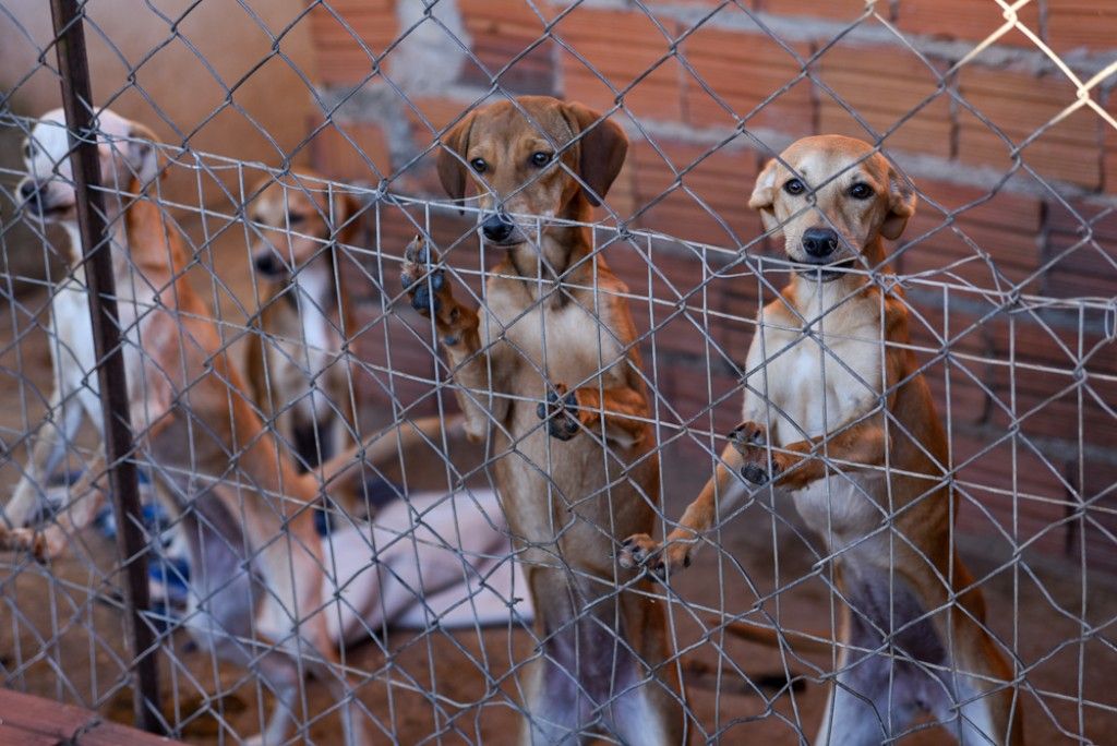 Saau precisa de R$ 30 mil para compra de medicamentos e vacinas para ...