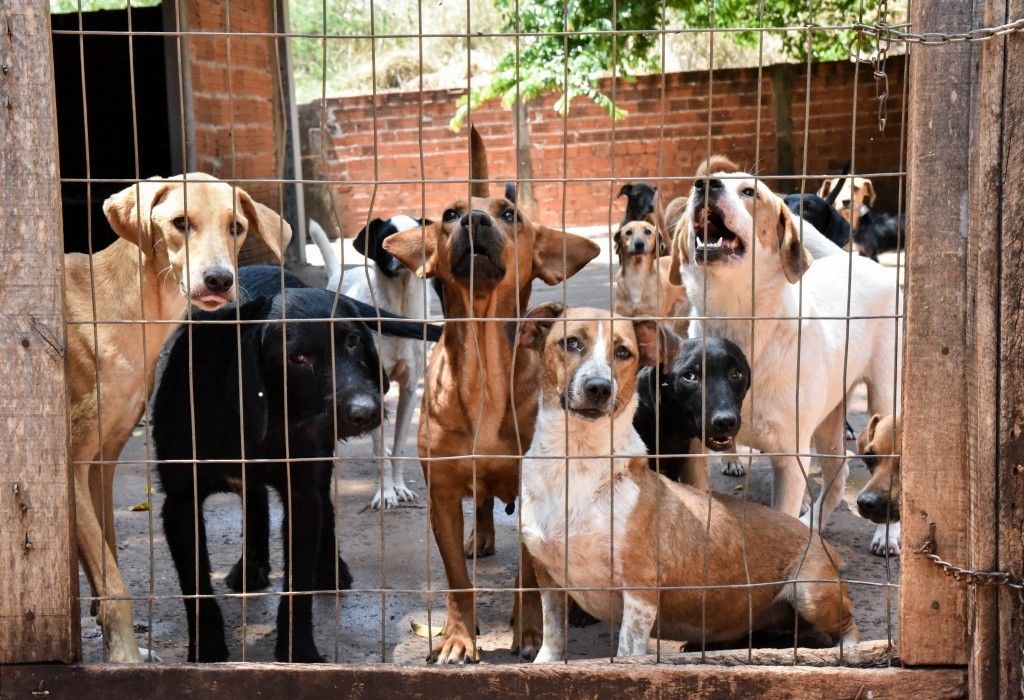 Saau de Umuarama precisa de doações de ração para cachorros e gatos