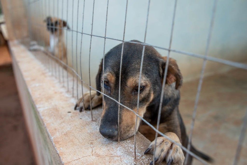 Saau realiza feirinha de adoção de animais no Supermercado Planalto ...