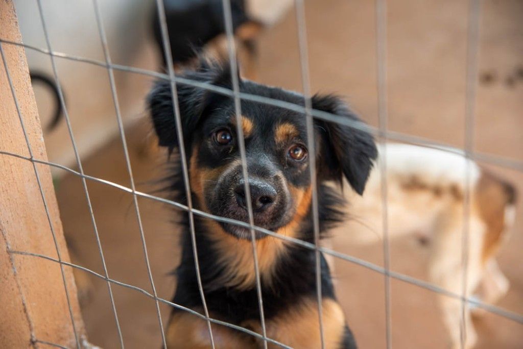Saau de Umuarama precisa de doações de ração para cachorros e gatos