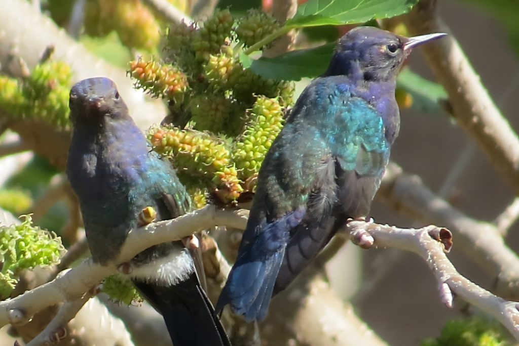 Morador de Umuarama faz raro e lindo registro de beija-flores em pé de ...