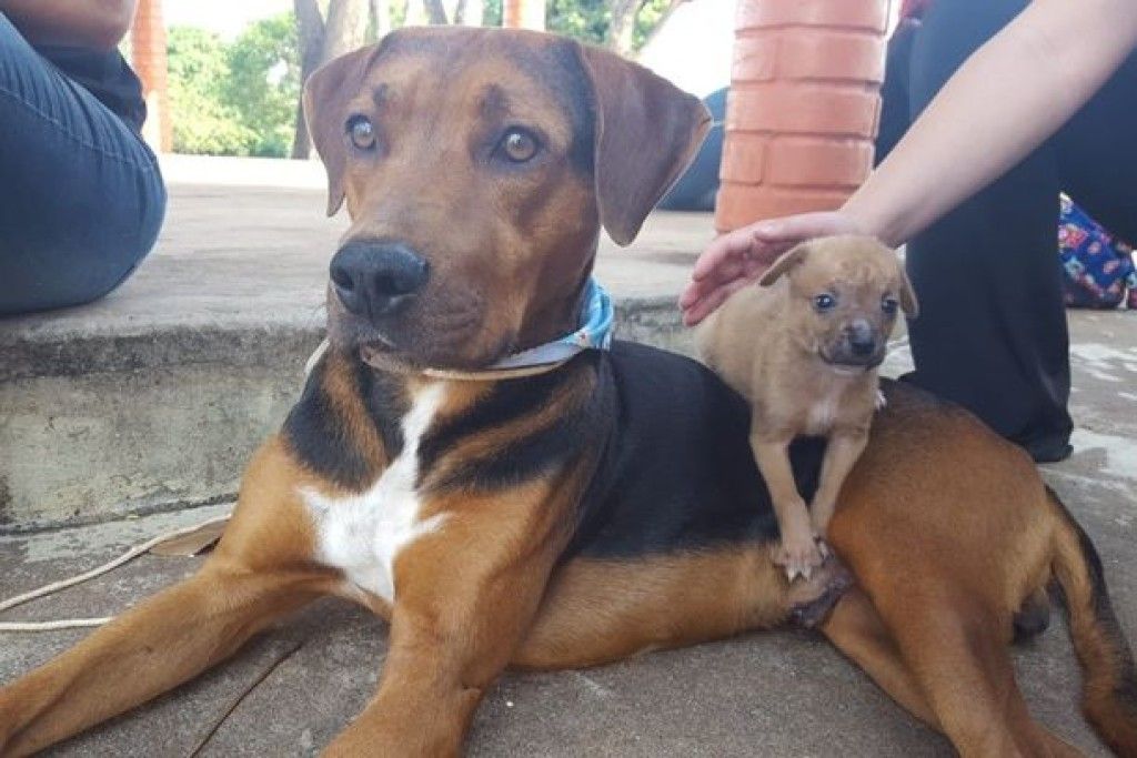 Saau realizará mais uma edição da feirinha de adoção neste domingo, no ...