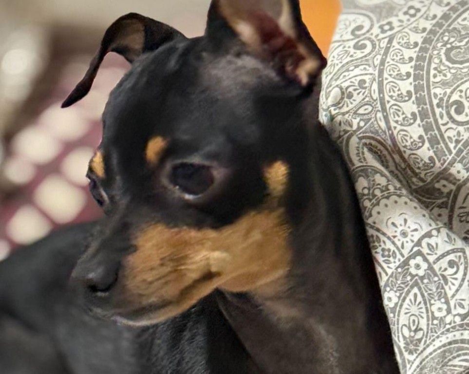Cachorrinho Frederico desaparece no Parque Ibirapuera; tutora oferece ...