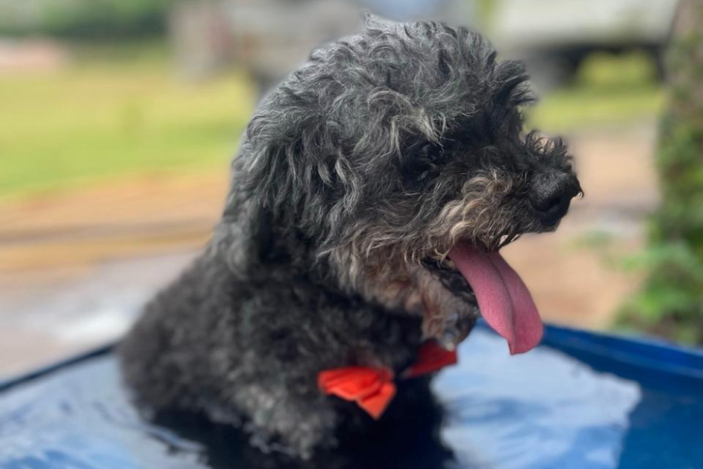 Cachorrinho idoso Alvim desaparece no bairro Moradias Vitória, em Umuarama