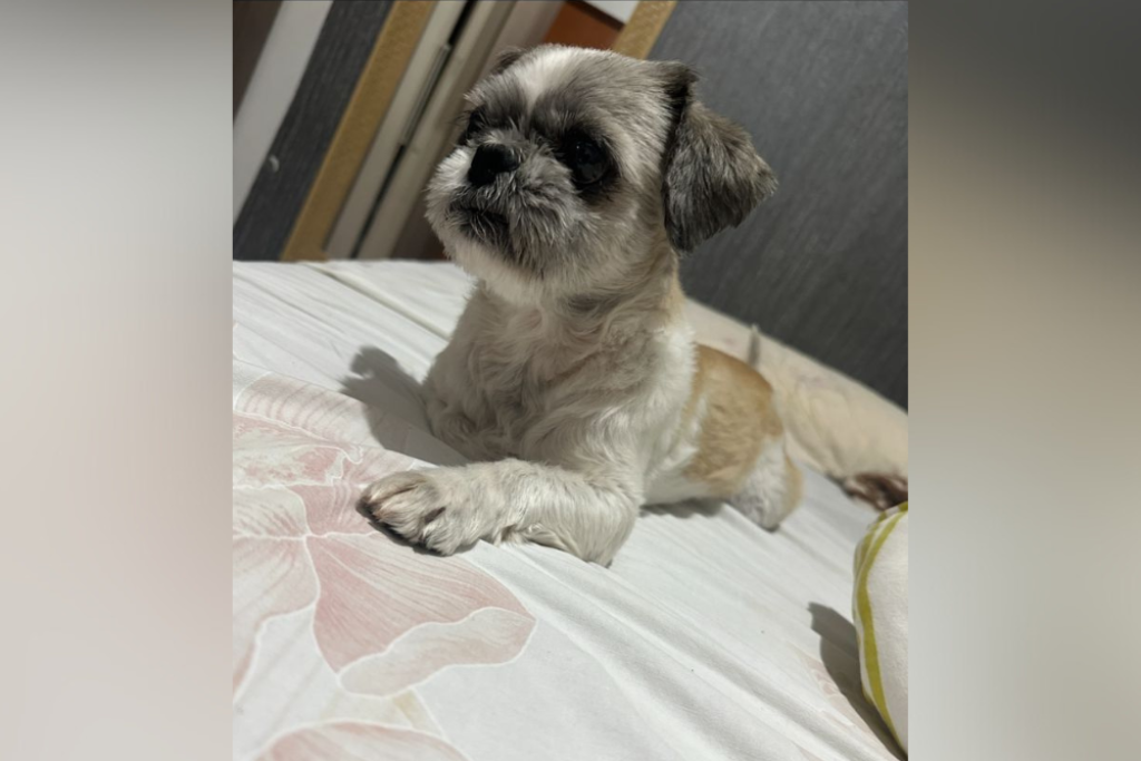 Família pede ajuda para encontrar Marley, cachorrinho desaparecido em ...