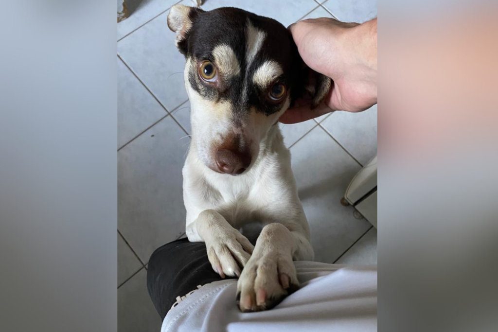 Cachorrinho Nick desaparece na avenida Pernambuco, em Umuarama