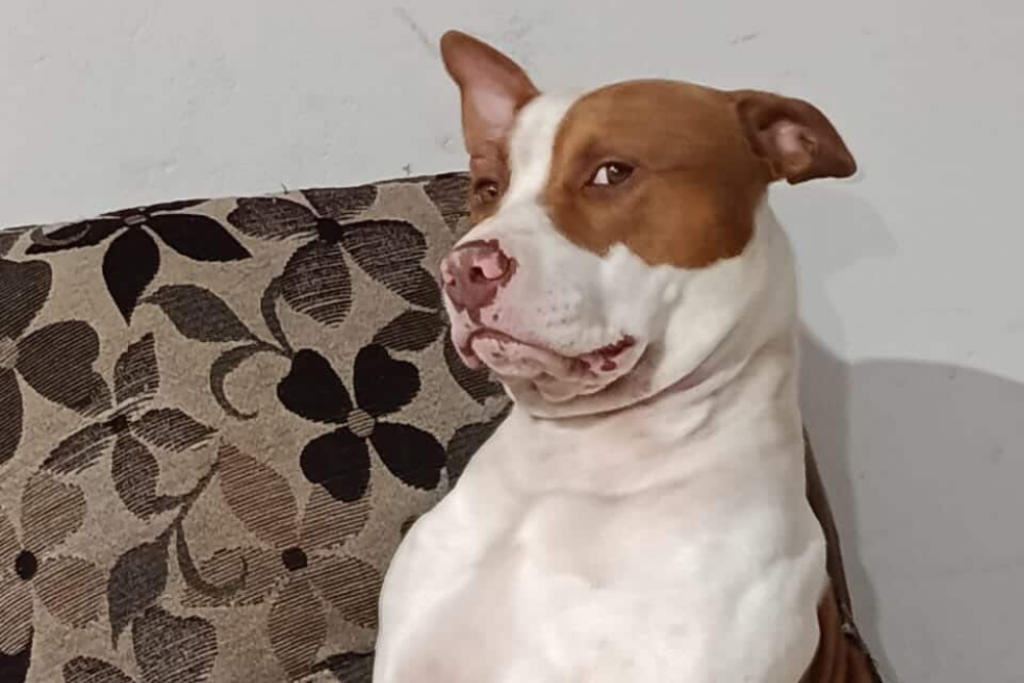Thor, cachorrinho com leucemia, depende de rifa solidária em Umuarama